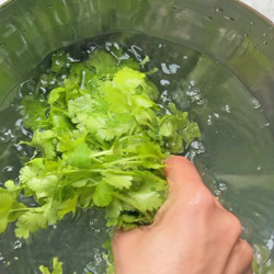 How to Store Cilantro (coriander leaves) - Fresh for more than 2 Weeks