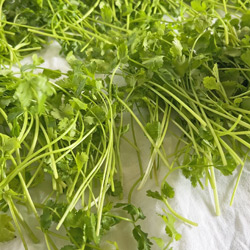 How to Store Cilantro (coriander leaves) - Fresh for more than 2 Weeks